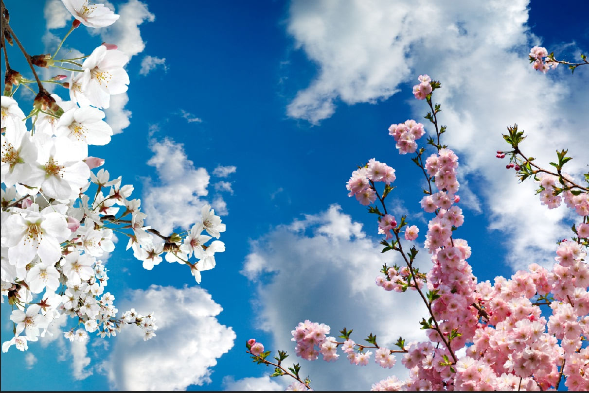 Autocolant, Copaci primavara - Marketplace online Infinity.ro