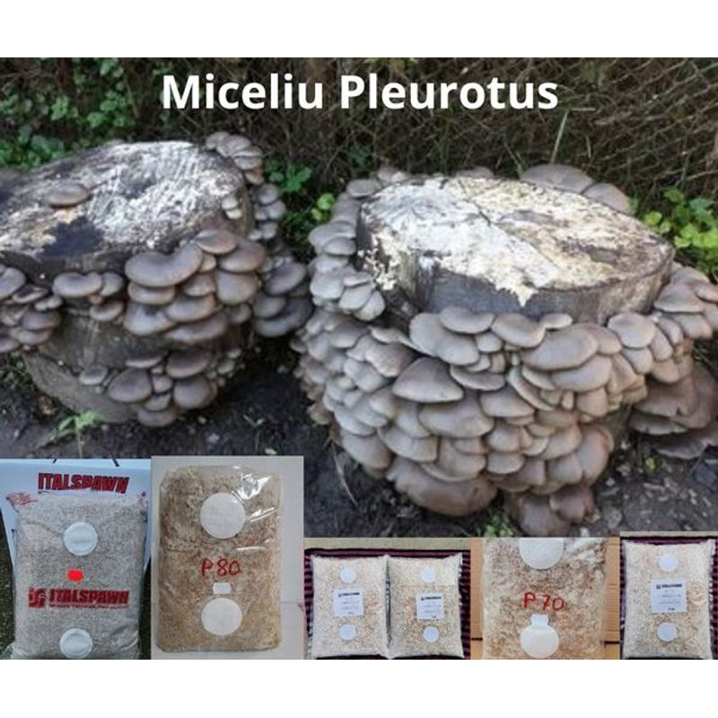 Miceliu Samanta pentru ciuperci Pleurotus (Burete) - Marketplace online ...