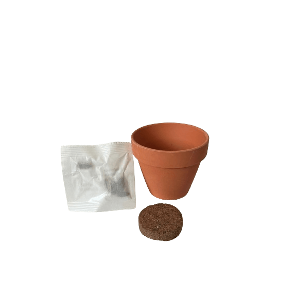 Kit de gradinarit, Crucea Ierusalimului - Marketplace online Infinity.ro