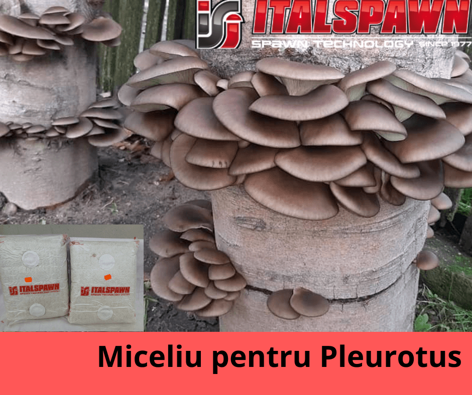 Miceliu pentru Pleurotus Italspawn - Marketplace online Infinity.ro