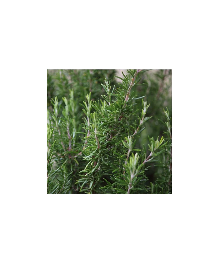 Planta la ghiveci, Rozmarin, Rozmarin officinalis, Ghiveci 8 cm ...